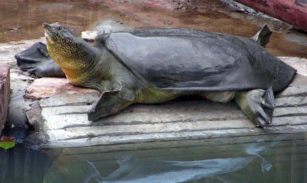 Meet The Endangered: Yangtze Giant Softshell Turtle