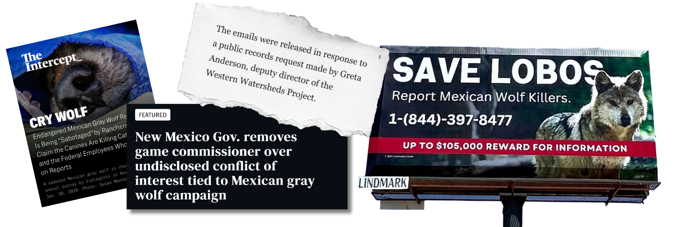 What it takes to be a Mexican wolf advocate