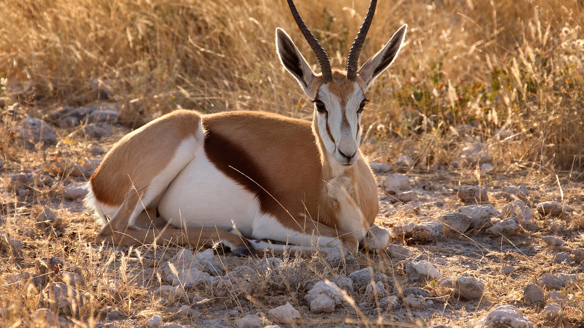 Do animals praise God? - by Kat Albrecht