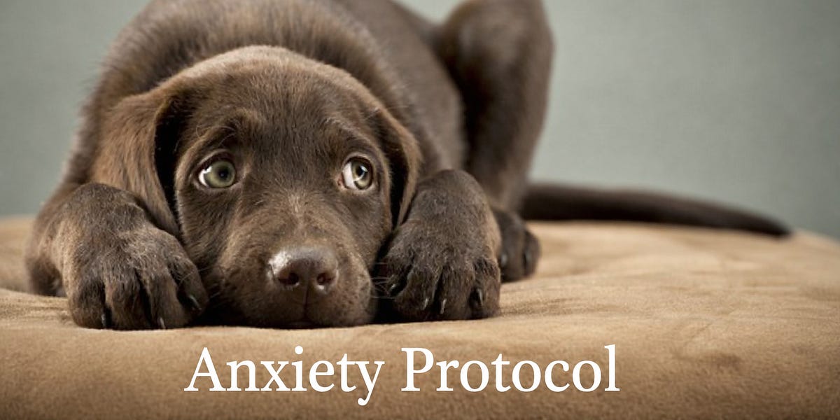 Understanding and Supporting Anxious Animals: The Power of an Anxiety ...