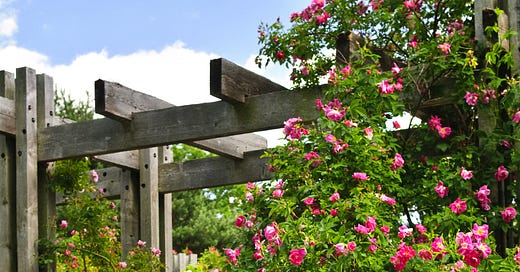 Learn French With Alexa | Substack