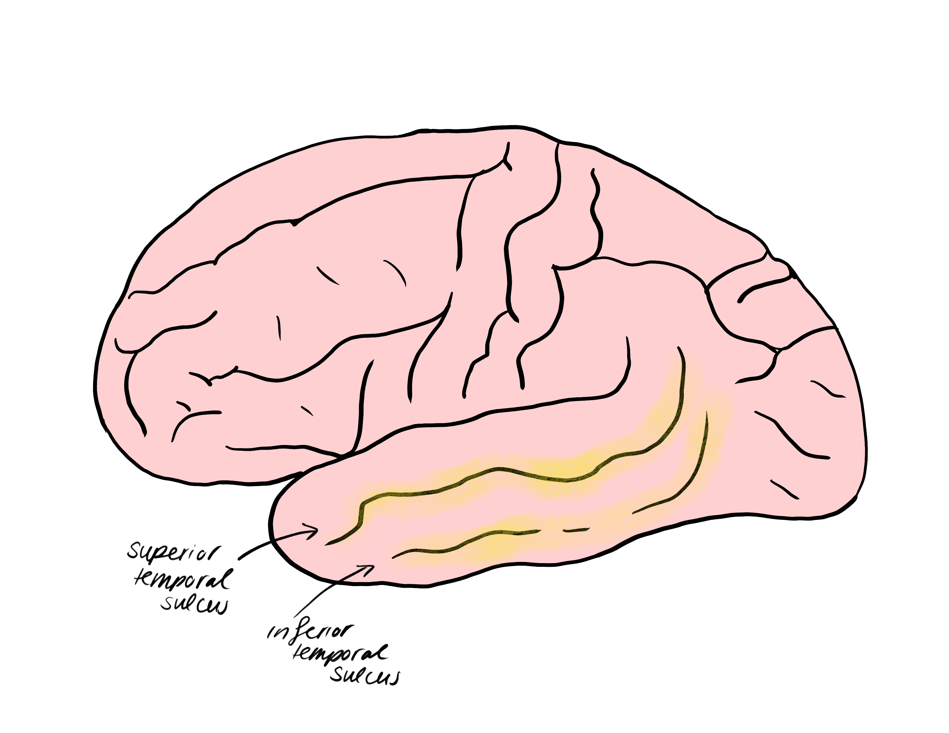 Inside the Brain's Wrinkles: A Guide to he Gyri, Sulci and What Happens ...