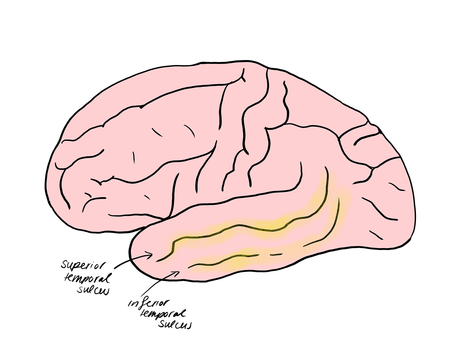 Inside the Brain's Wrinkles: A Guide to he Gyri, Sulci and What Happens ...