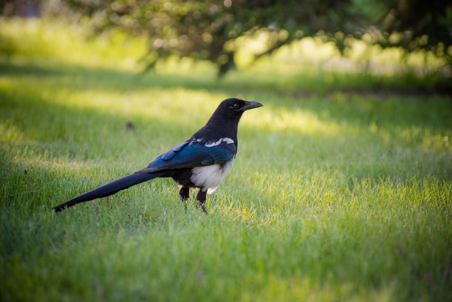 Bird of the Week: Black-Billed Magpie - by Jack Mirkinson