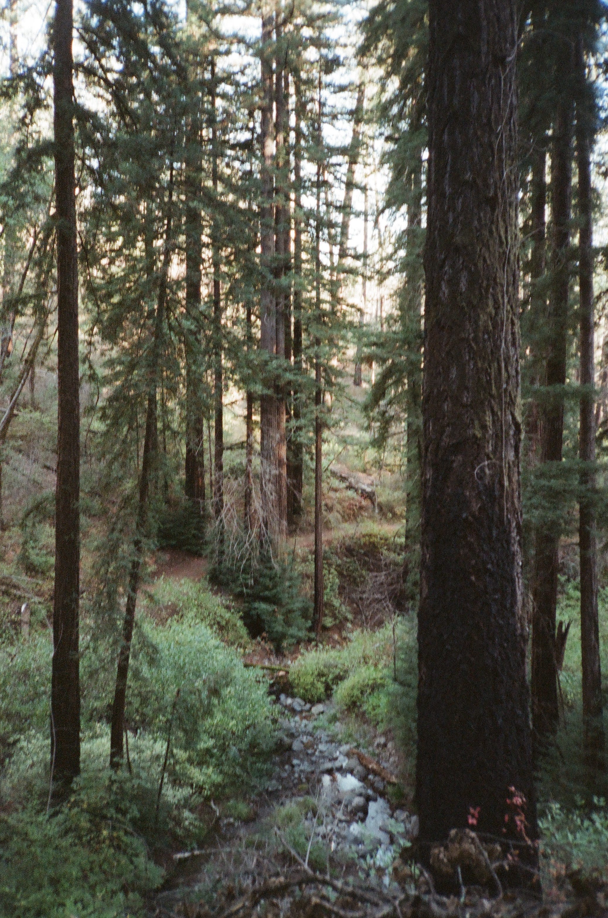 Napa Valley - Bothe-Napa Valley State Park - by Adam Perler