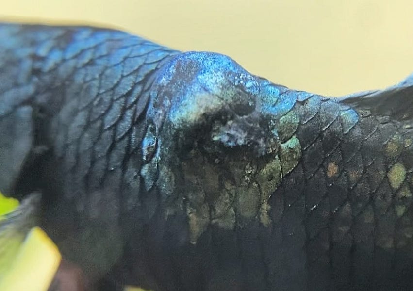 platinum betta turning black