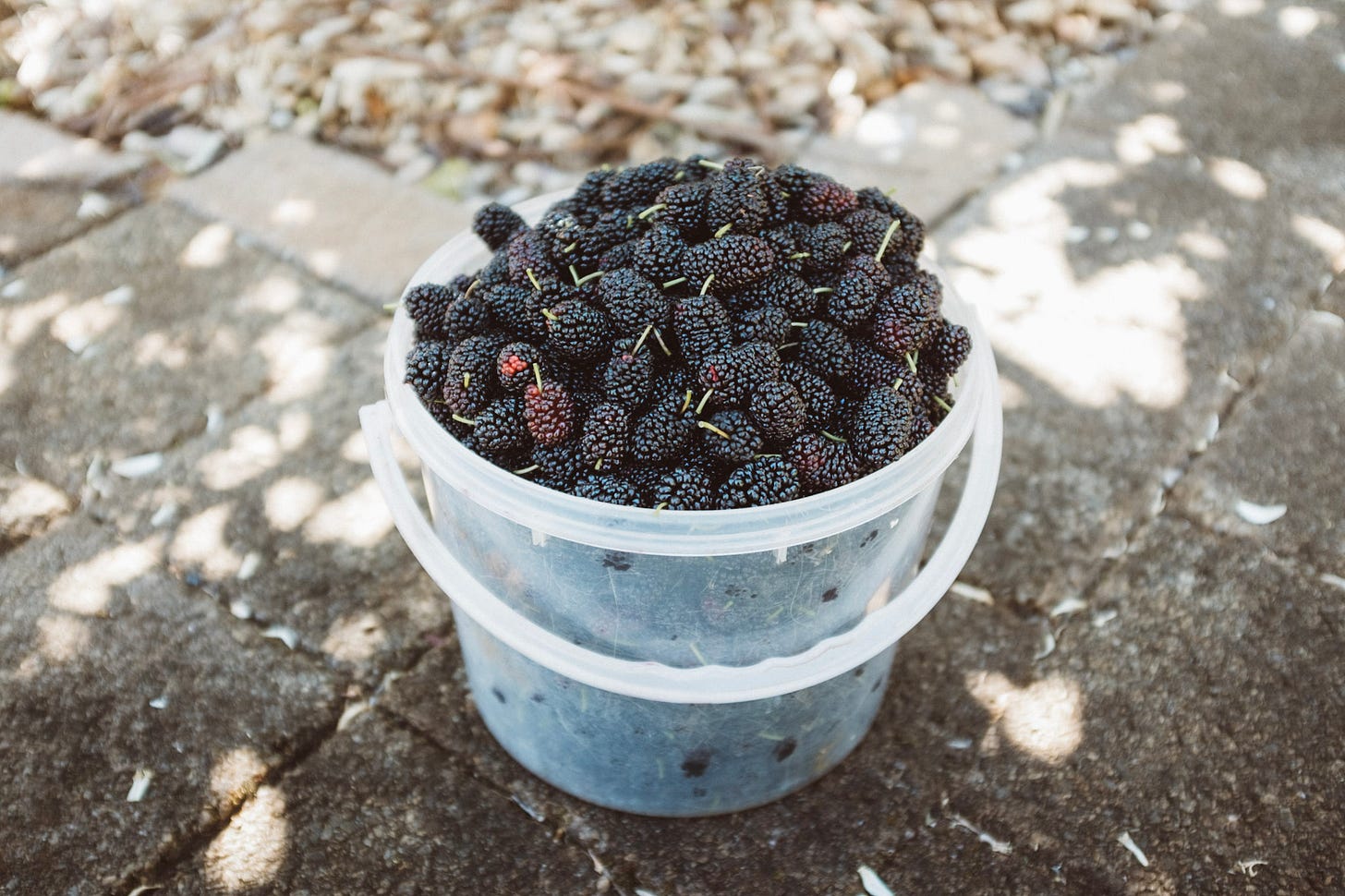 mulberry tree fruit drying