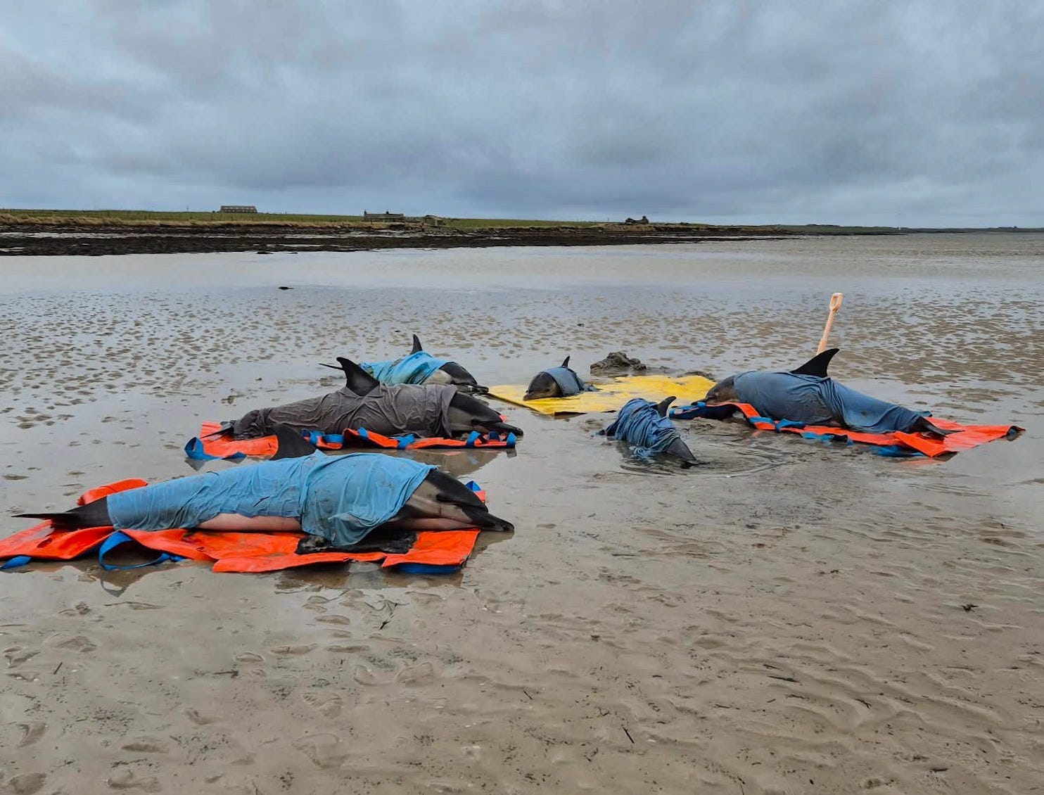 Ten dolphins found stranded with the space of a few days across British ...