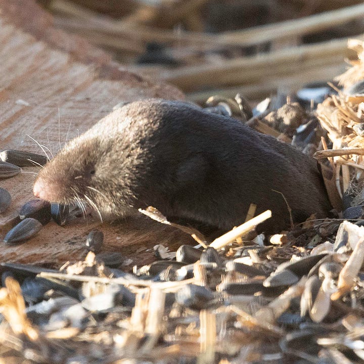 difference between shrew and vole
