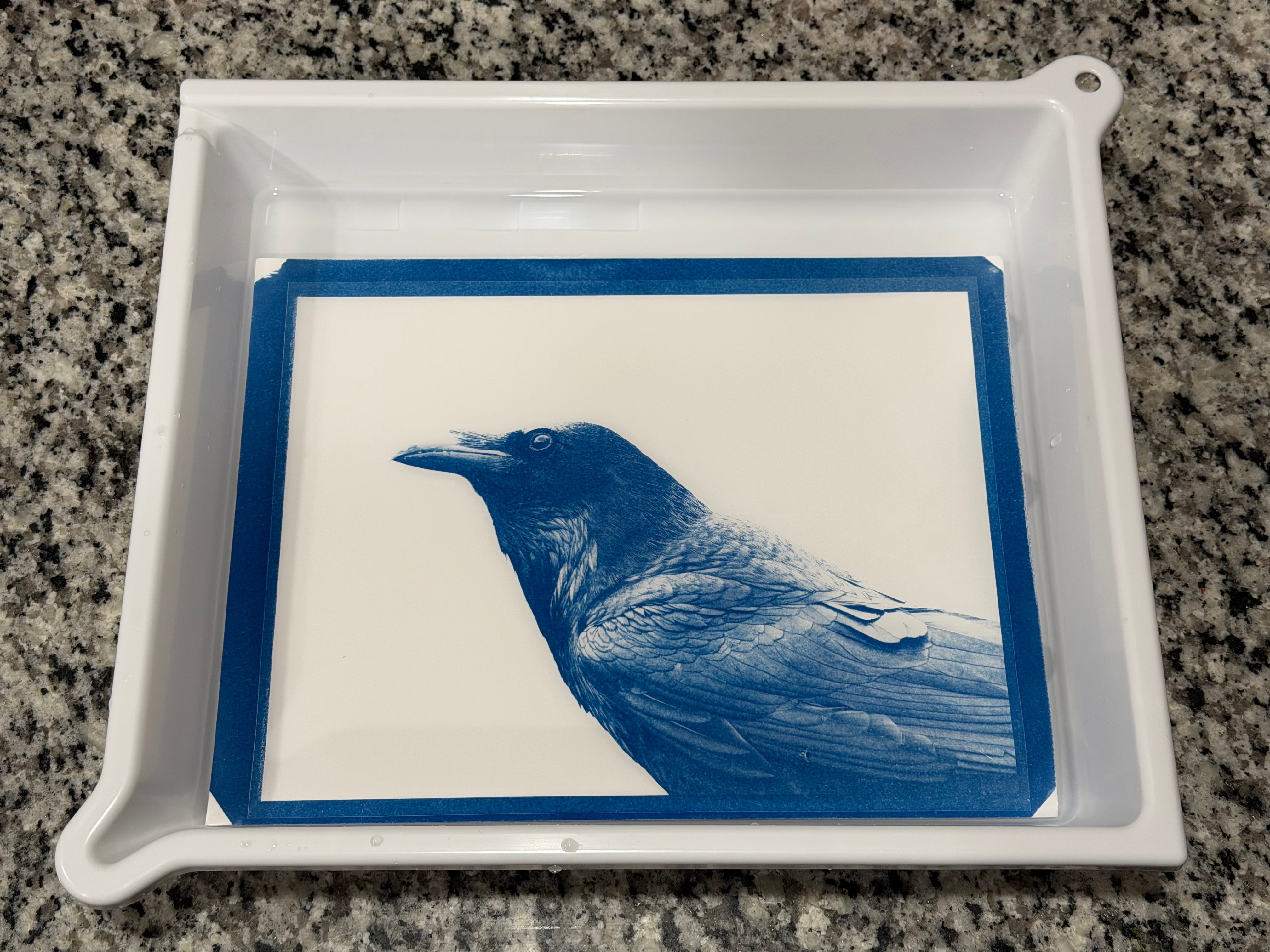 Cyanotype Printing at Home - by Jason Odell