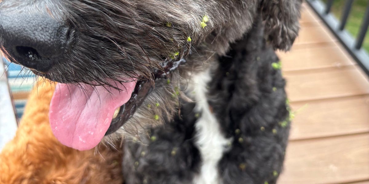 stuck - Roots & Revolution by Amber Gustafson