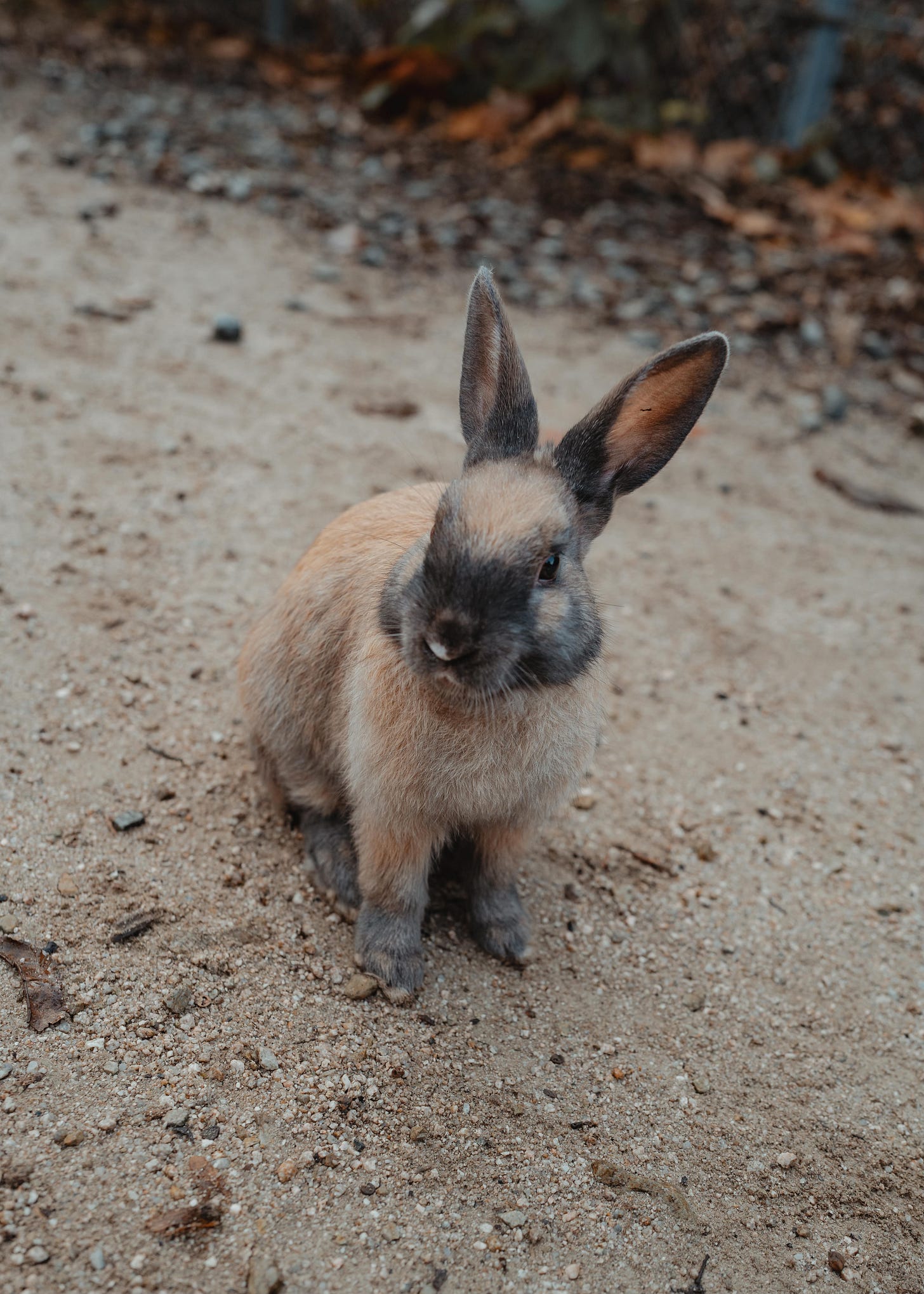 The Island of Rabbits and the Cognitive Blind Spot of Rural Japan