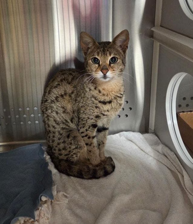 Savannah cat mix needs out of the shelter!- Baltimore, MD