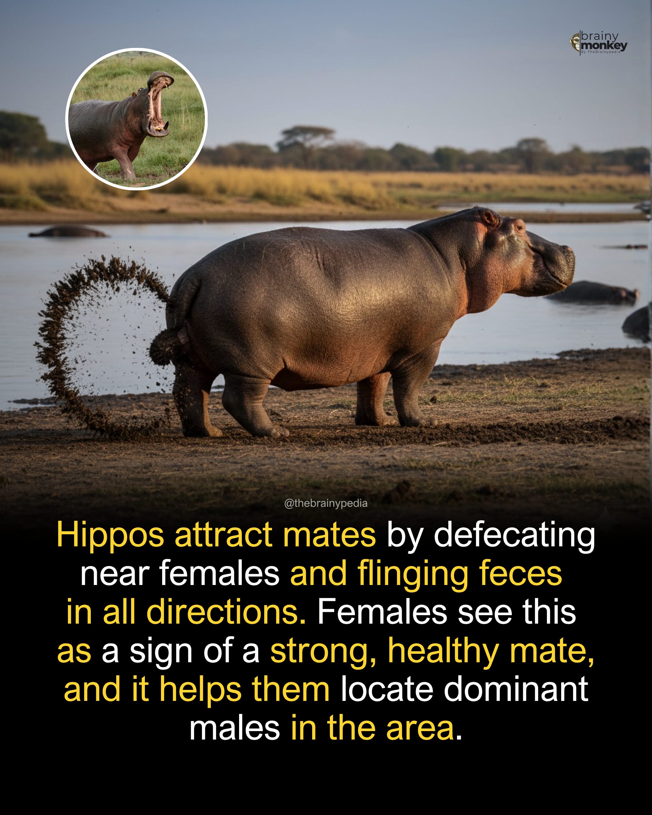 The Brainypedia (@thebrainypedia): "Male hippos have a surprisingly ...