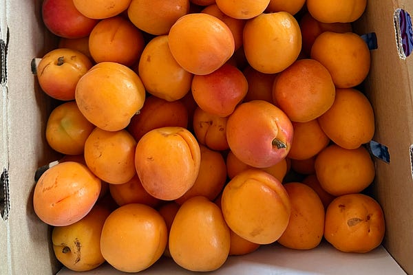 Studio Delicious | Substack