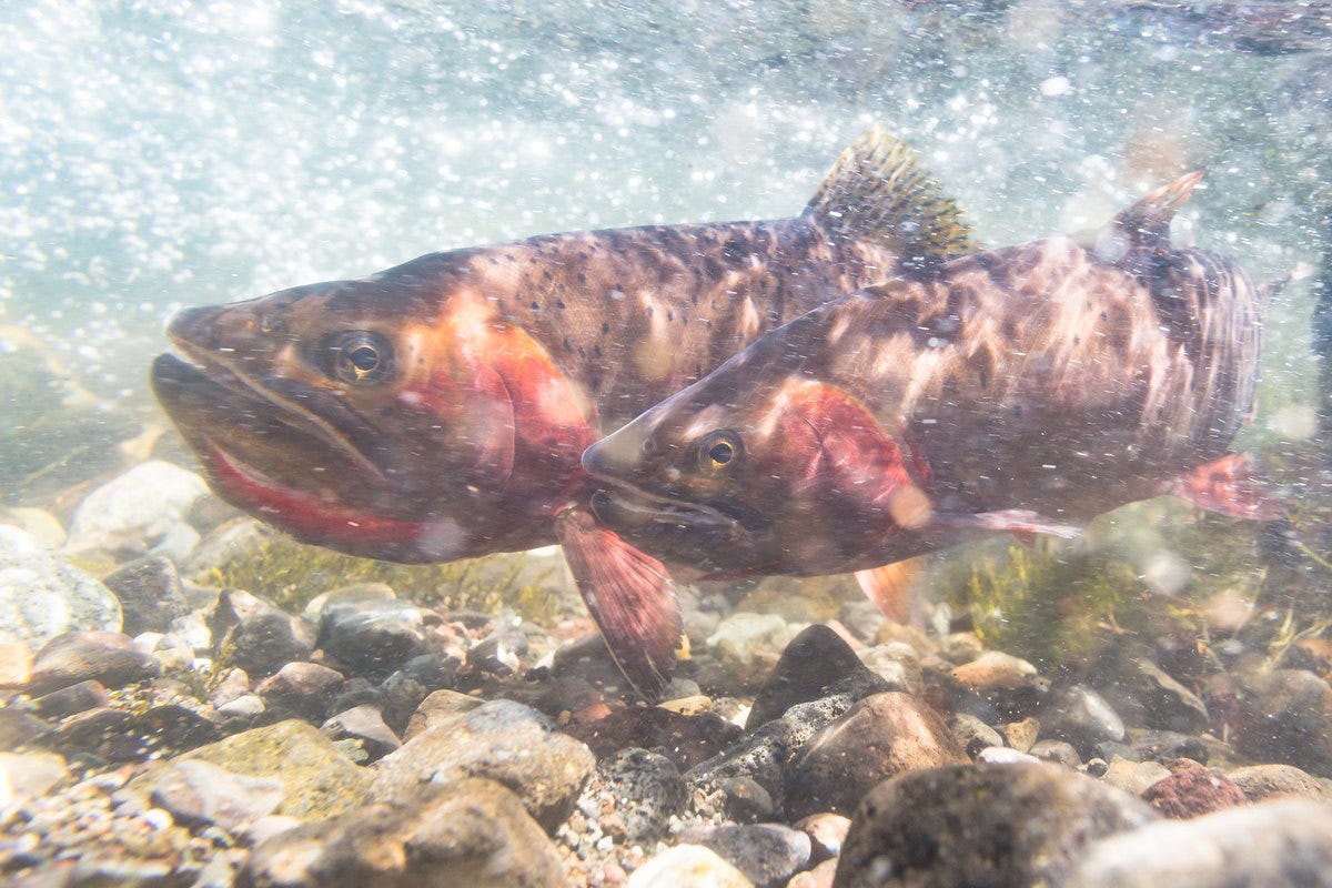Judge Halts Fish Poisoning Plan Proposed in the Absaroka-Beartooth ...