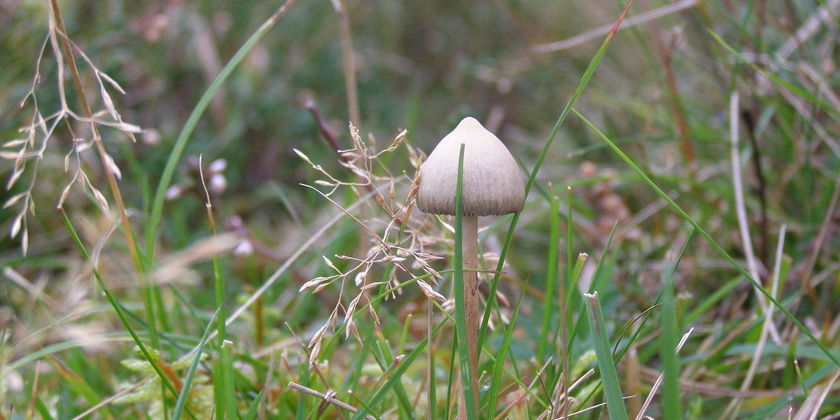 psilocybin uk