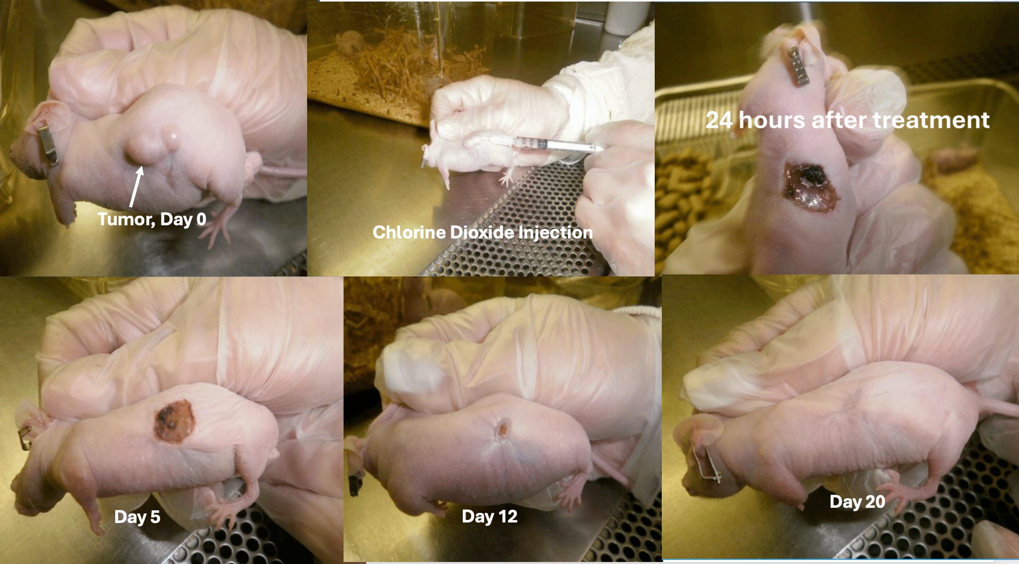 The Existing Evidence Base For Chlorine Dioxide In Treating Human Diseases