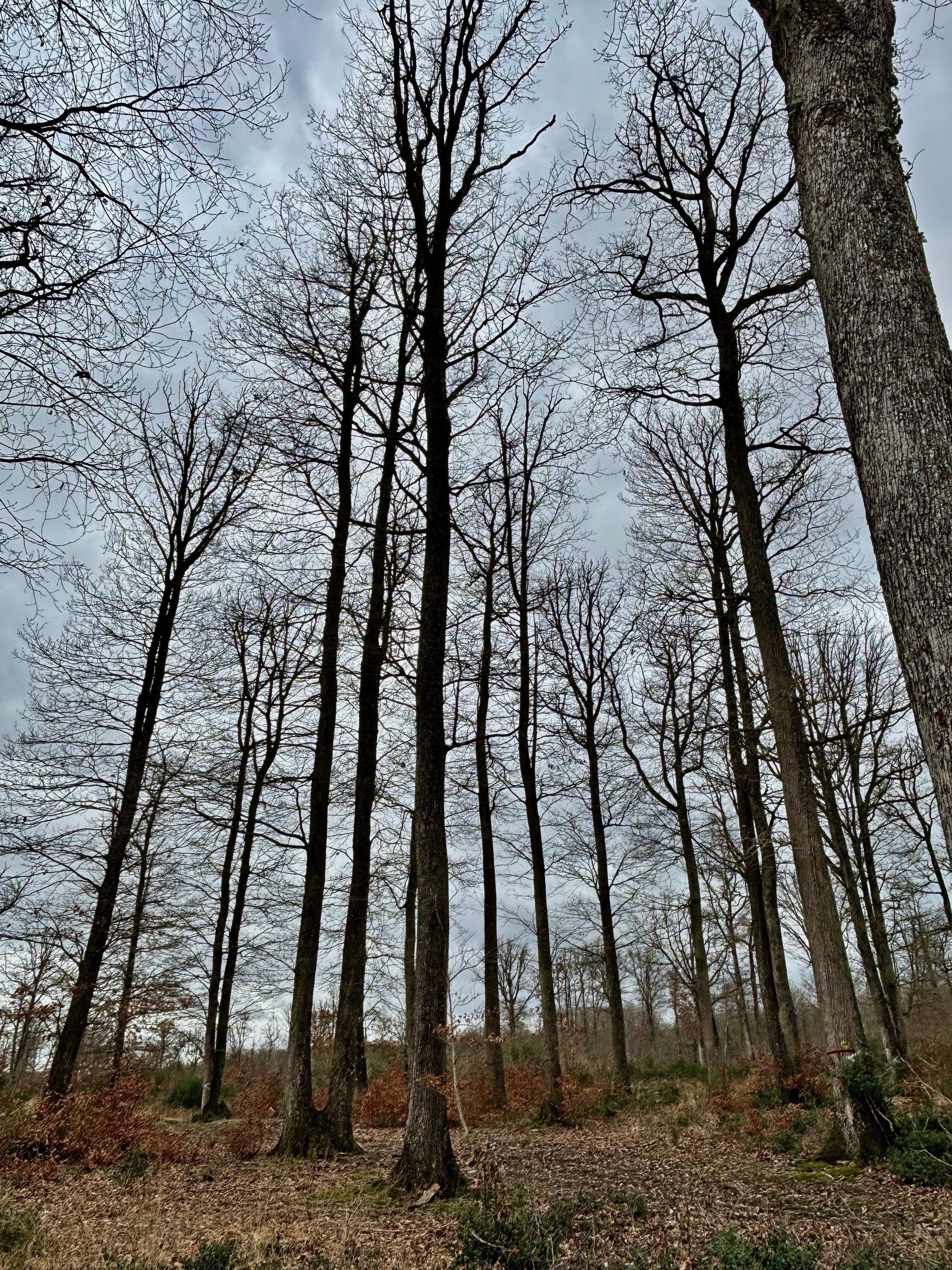 Oak barrels, part 2—silviculture and coopering