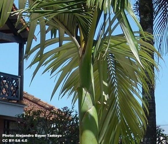 Use 3 Leaflet Clues to Add ID Confidence