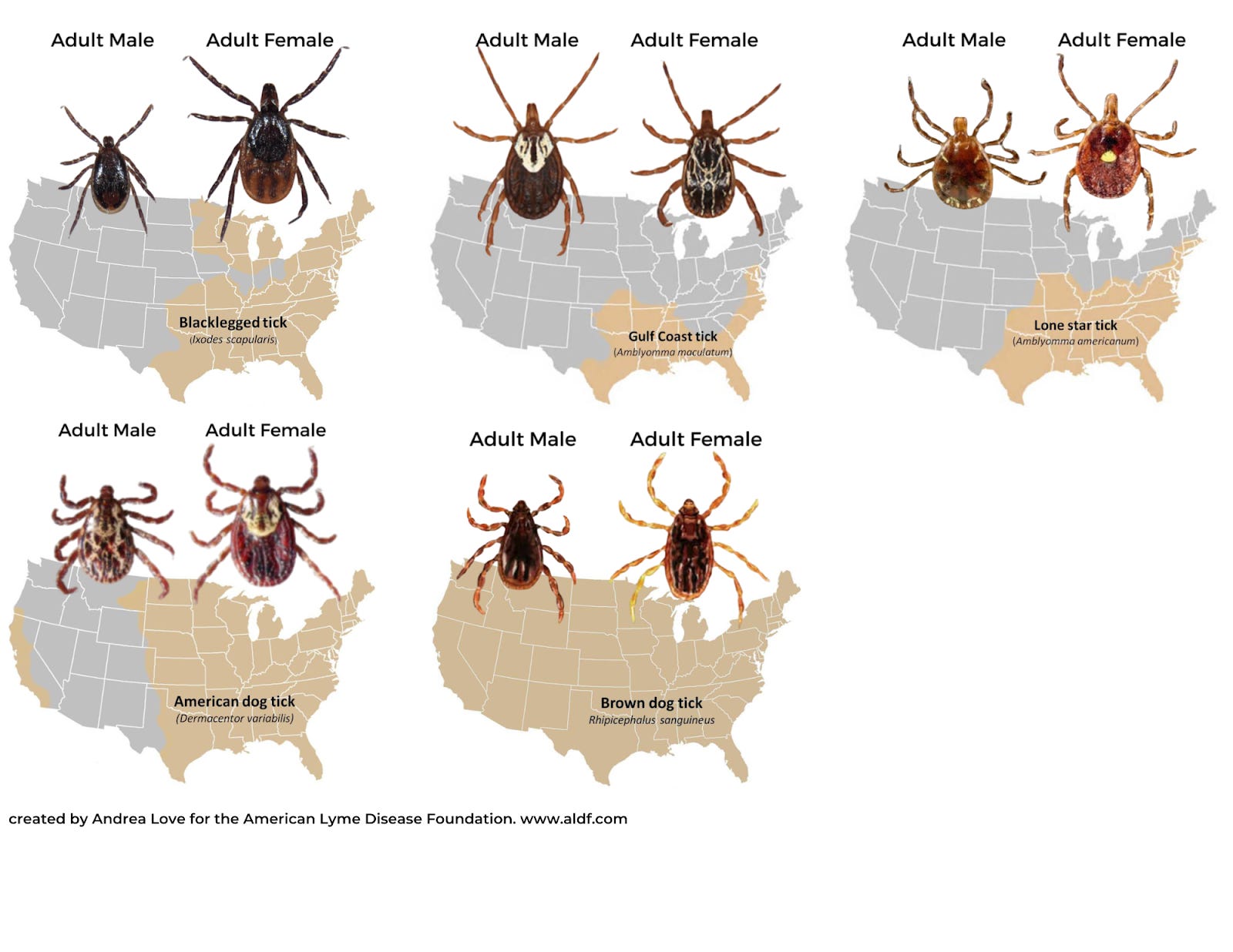 How Do Humans Get Ticks