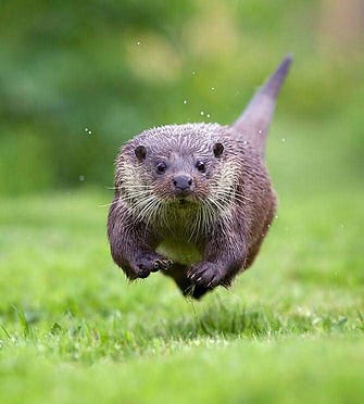 In Otter News | Substack
