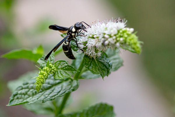 Toad and Sage | Amy Prentice | Substack