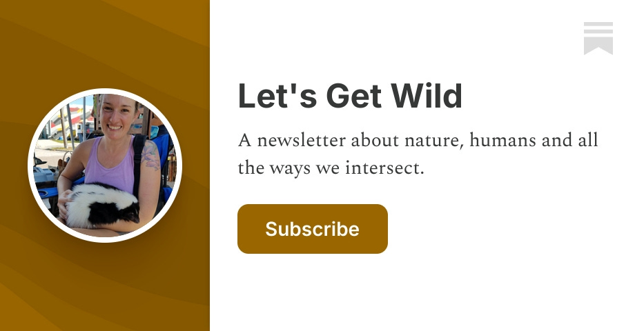 Let's Get Wild | Caitlin Constantine | Substack