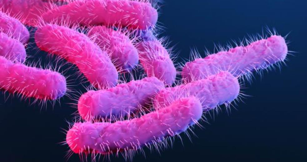 Maine CDC investigates shigellosis cluster