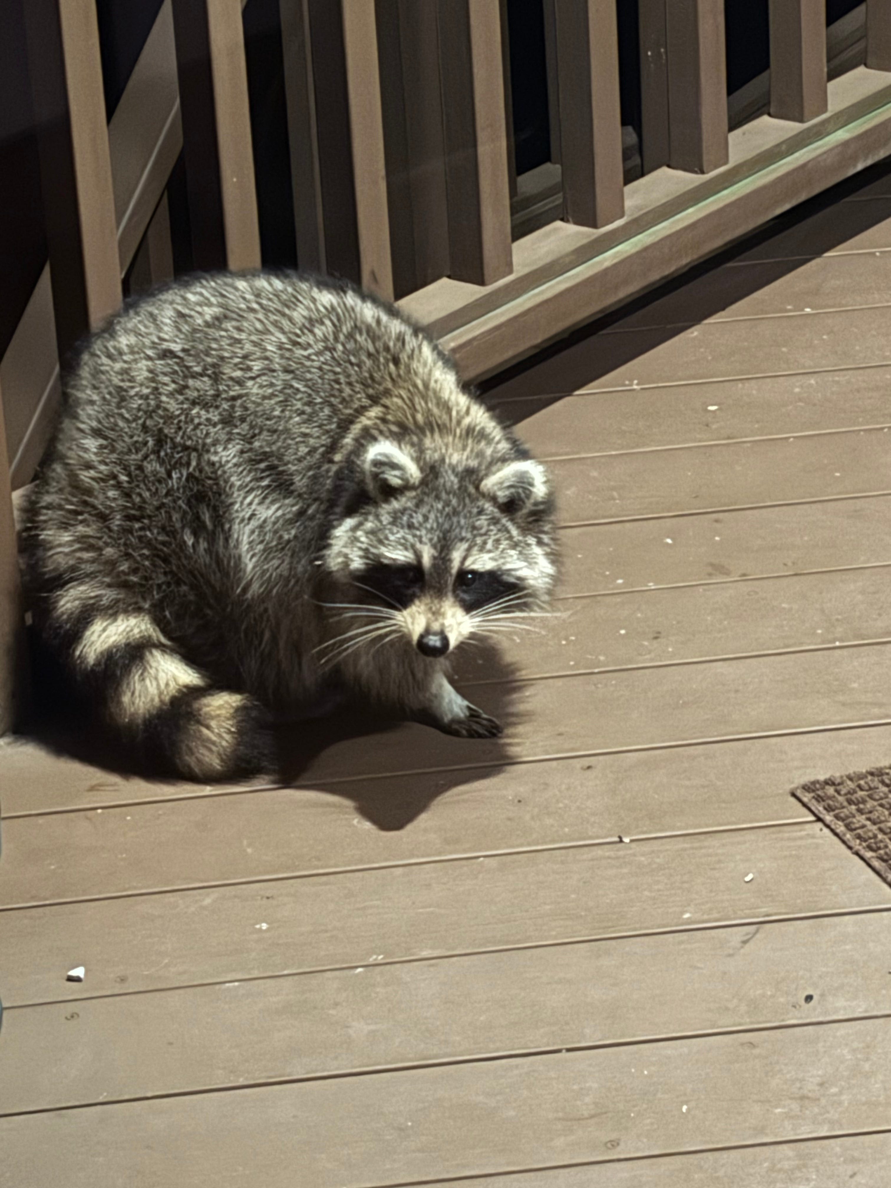 Fortune Favors the Brave...But Not For Soup