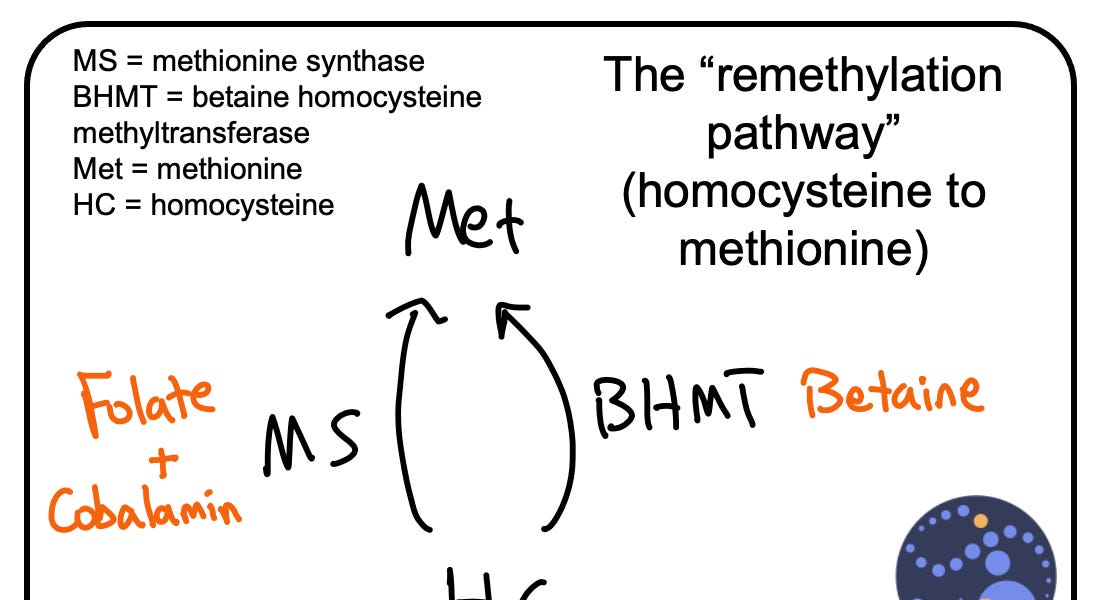 methionine synthase