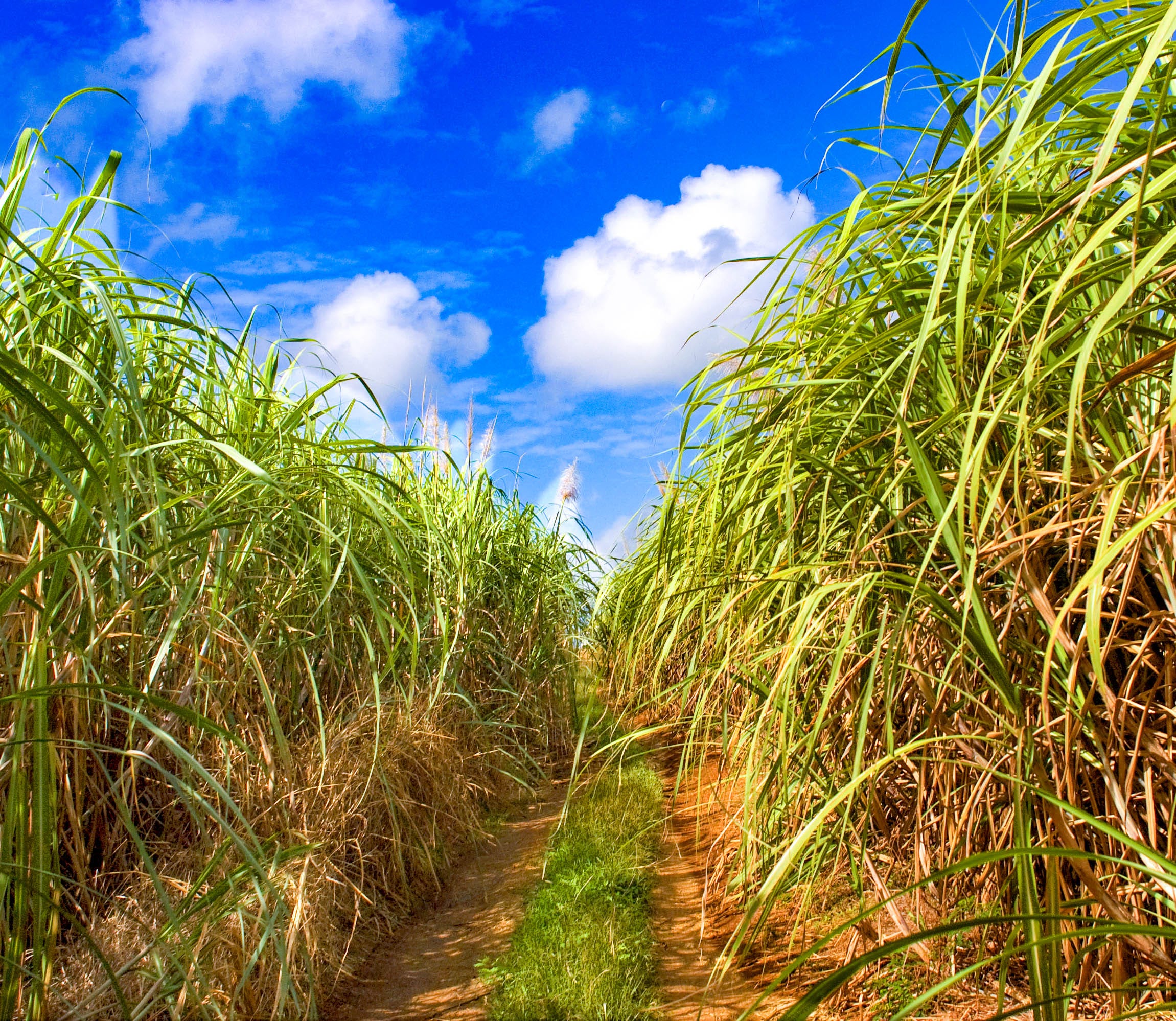 Sweet Sugar Cane - by Bill King - The Sound & Reason