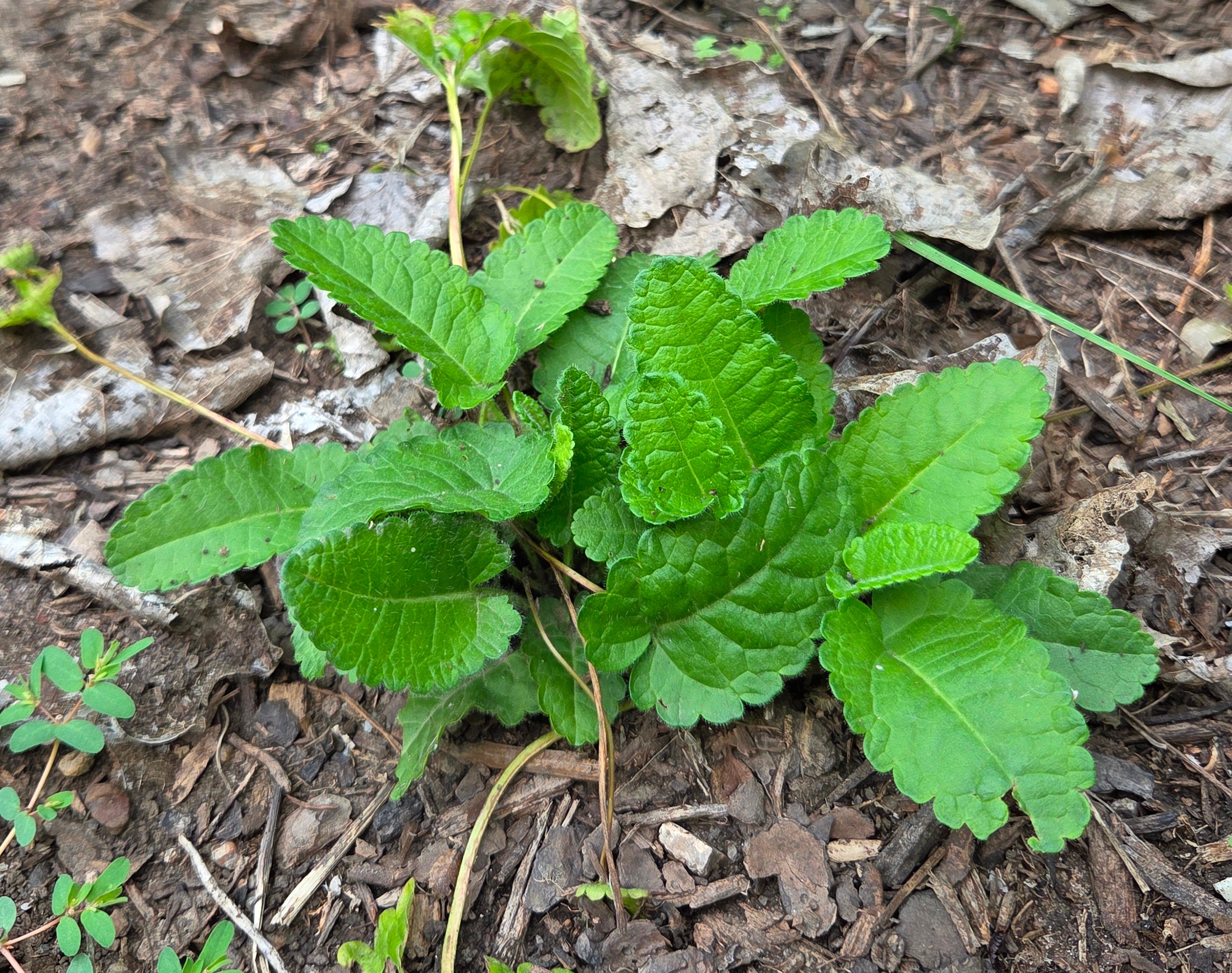 Noticing + Wood Betony - by Cathy Breiner