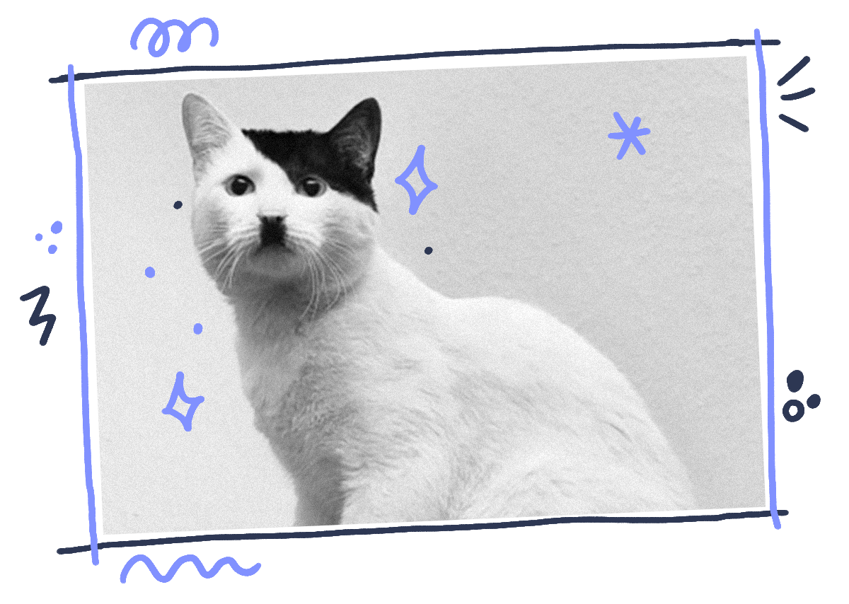 #12 Gatos nazis - Gatos, tu magacín cultural felino