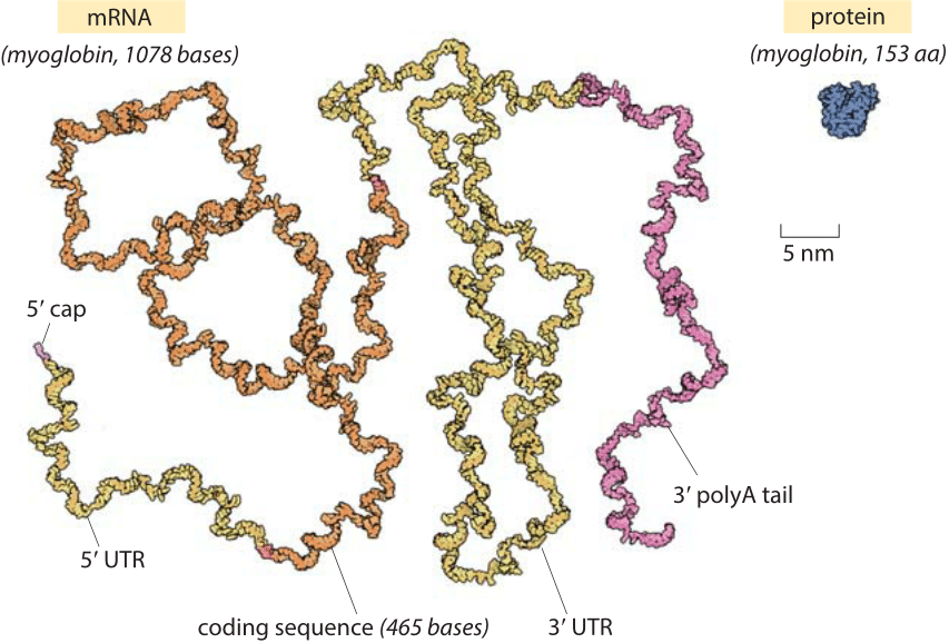 Manifold Bio: Barcoded Biologics - by Elliot Hershberg