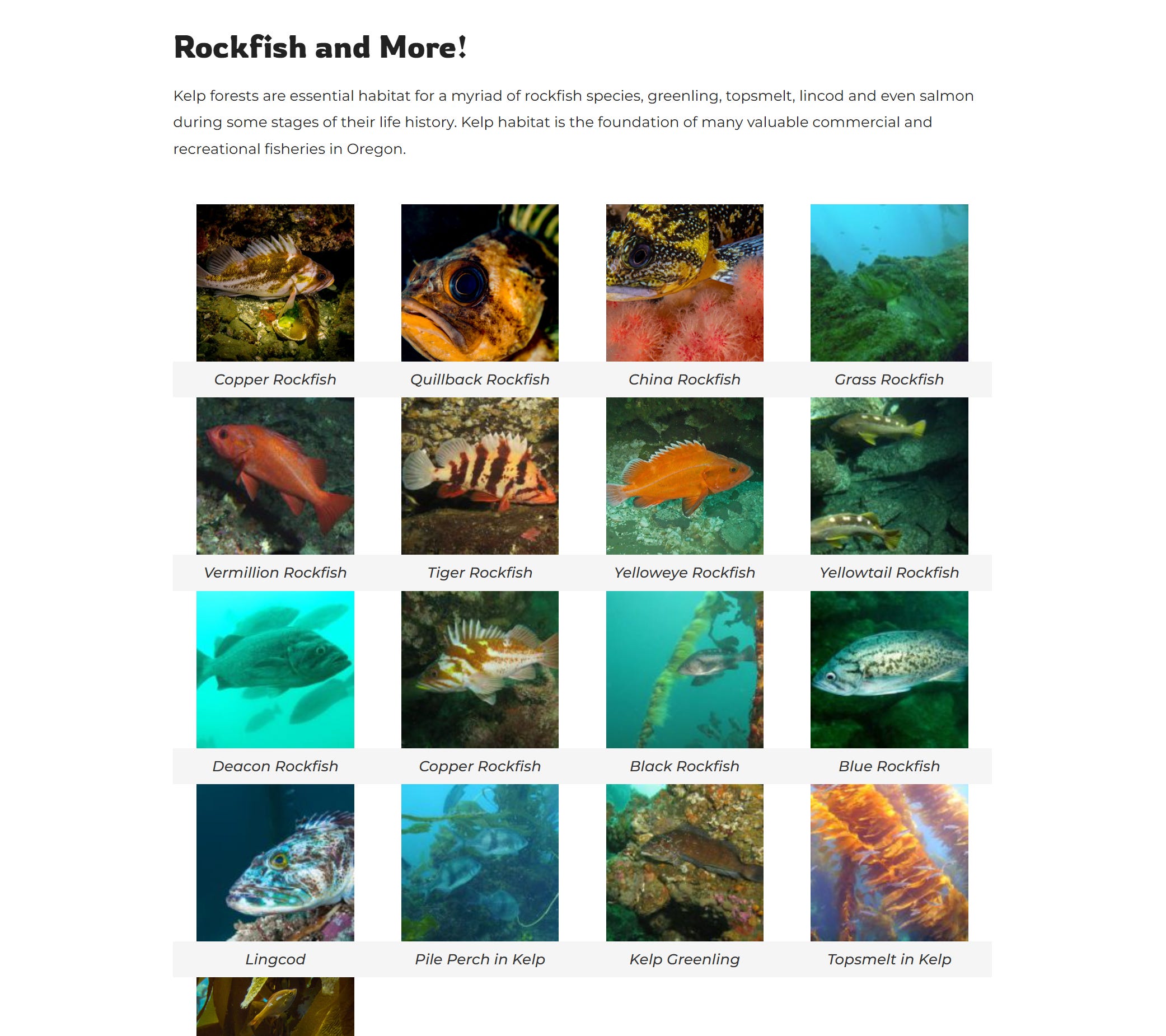 Regenerative Ocean Gardening, Kelp Farming and Marine Permaculture
