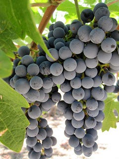 Grapes Protect Against Skin Cancer