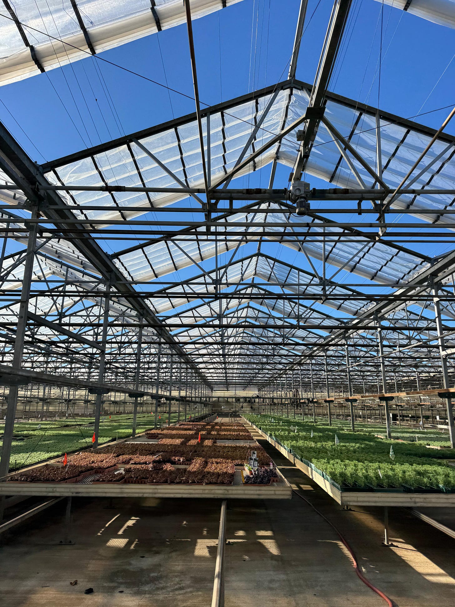 From one acre to 400: The Van Wingerden Family’s greenhouse legacy