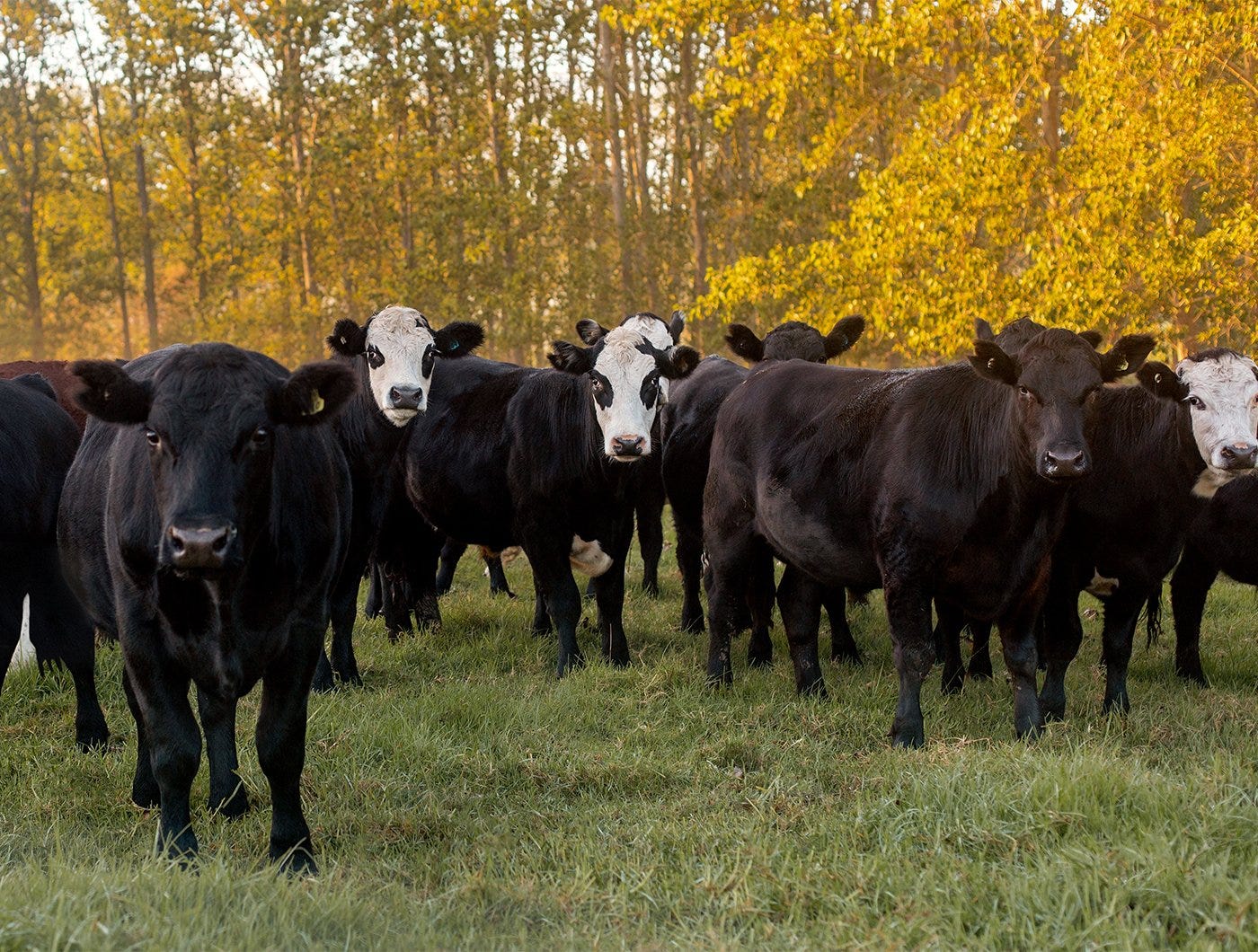 不是牛肉的問題：潘國如何把「非關稅戰」制度化 - by Cheung Tai-bo 張大寶 - 大寶雪梨來鴻