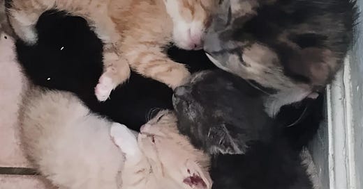 Peggy Hall | Substack