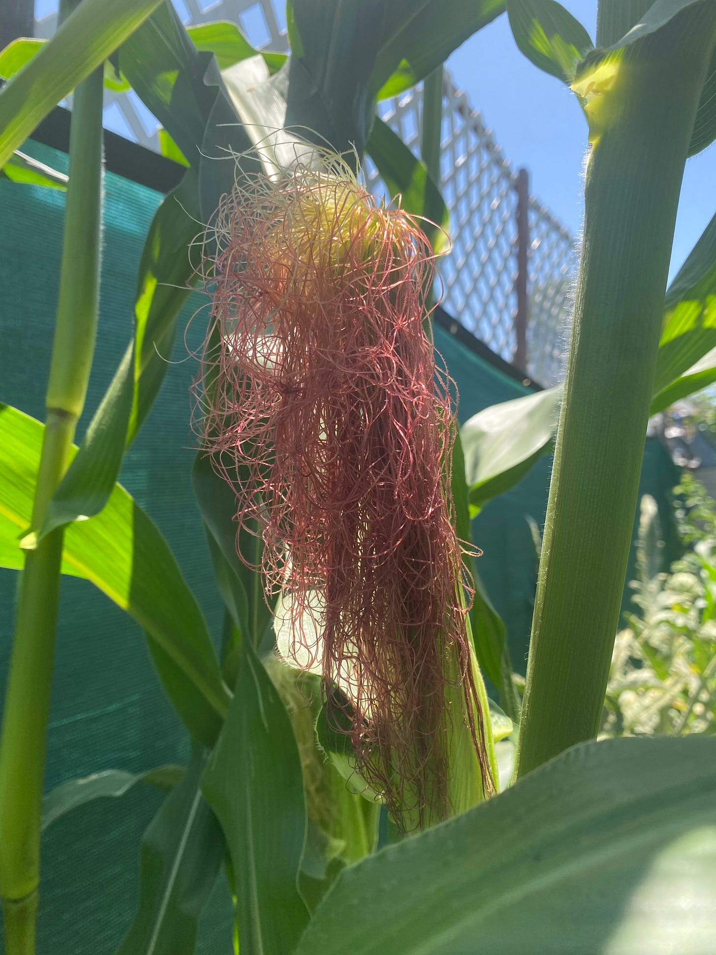 How I'm Growing Blue Corn - by Mina Nada - Source of Flavor
