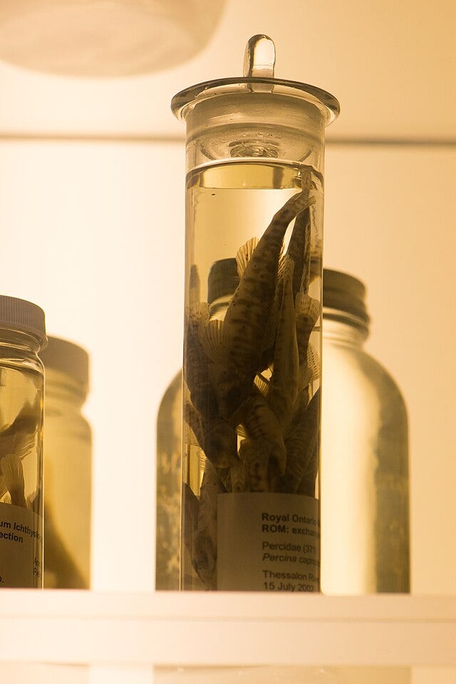 Five cool fishes that went extinct - by Andrew L. Rypel