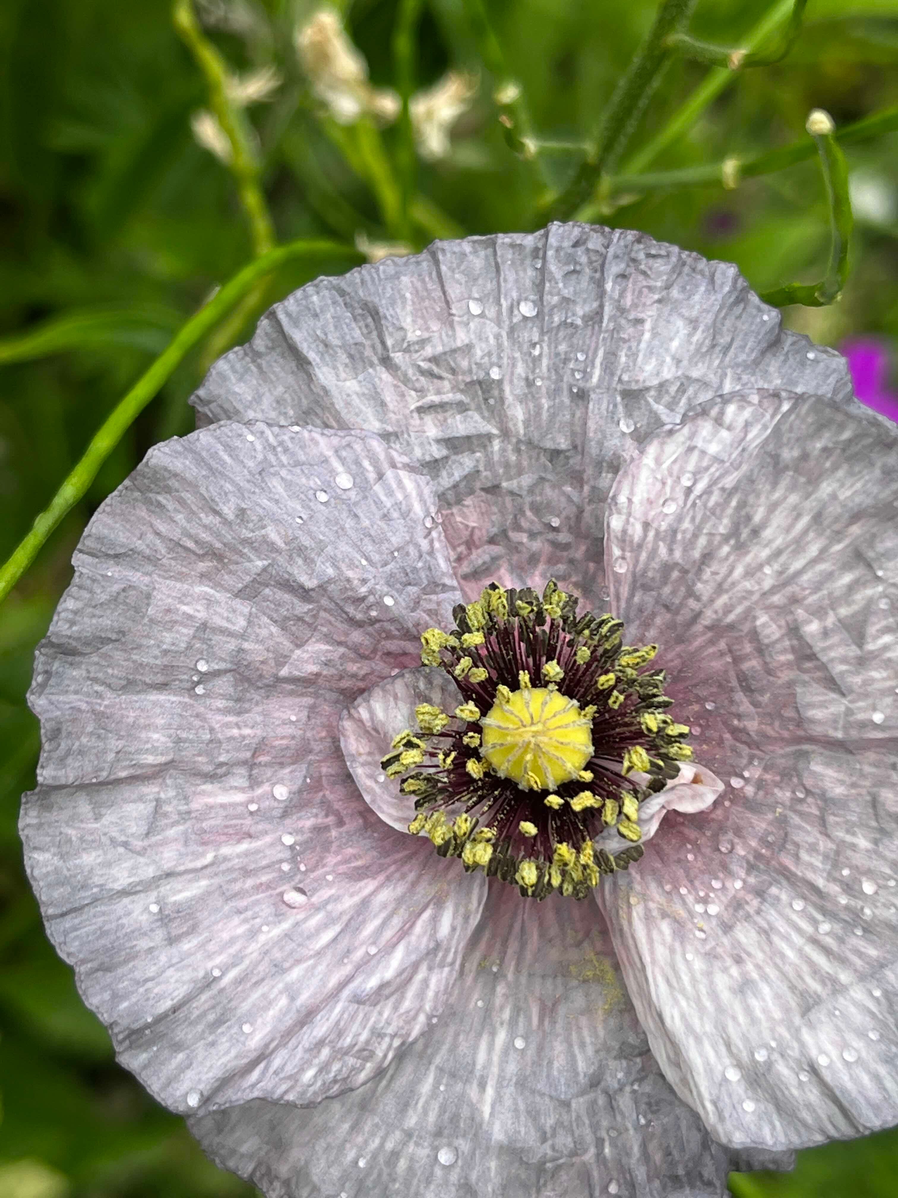 The best cottage garden poppies to grow from seed