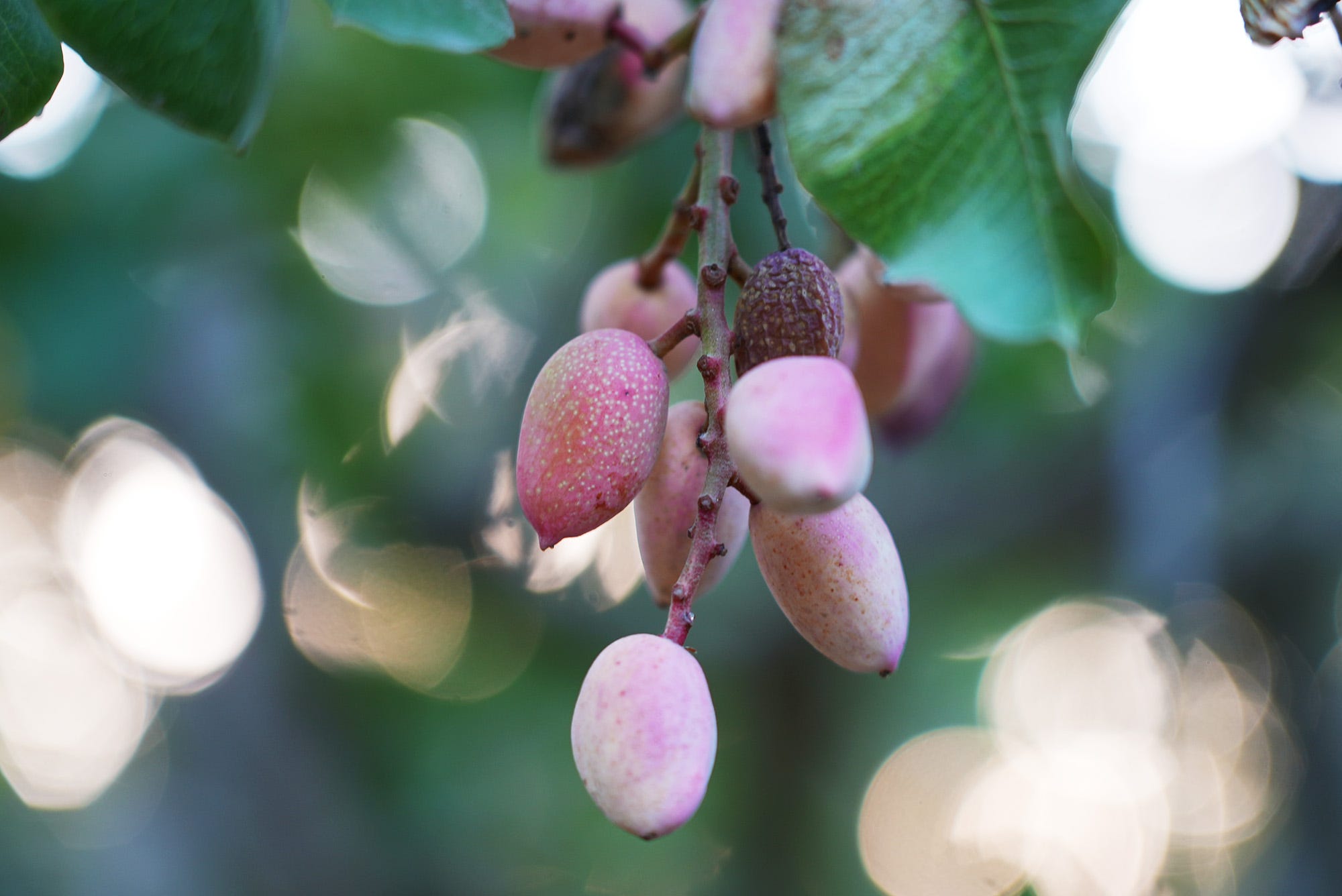 The Happy Nut: California’s Rise to Pistachio Power