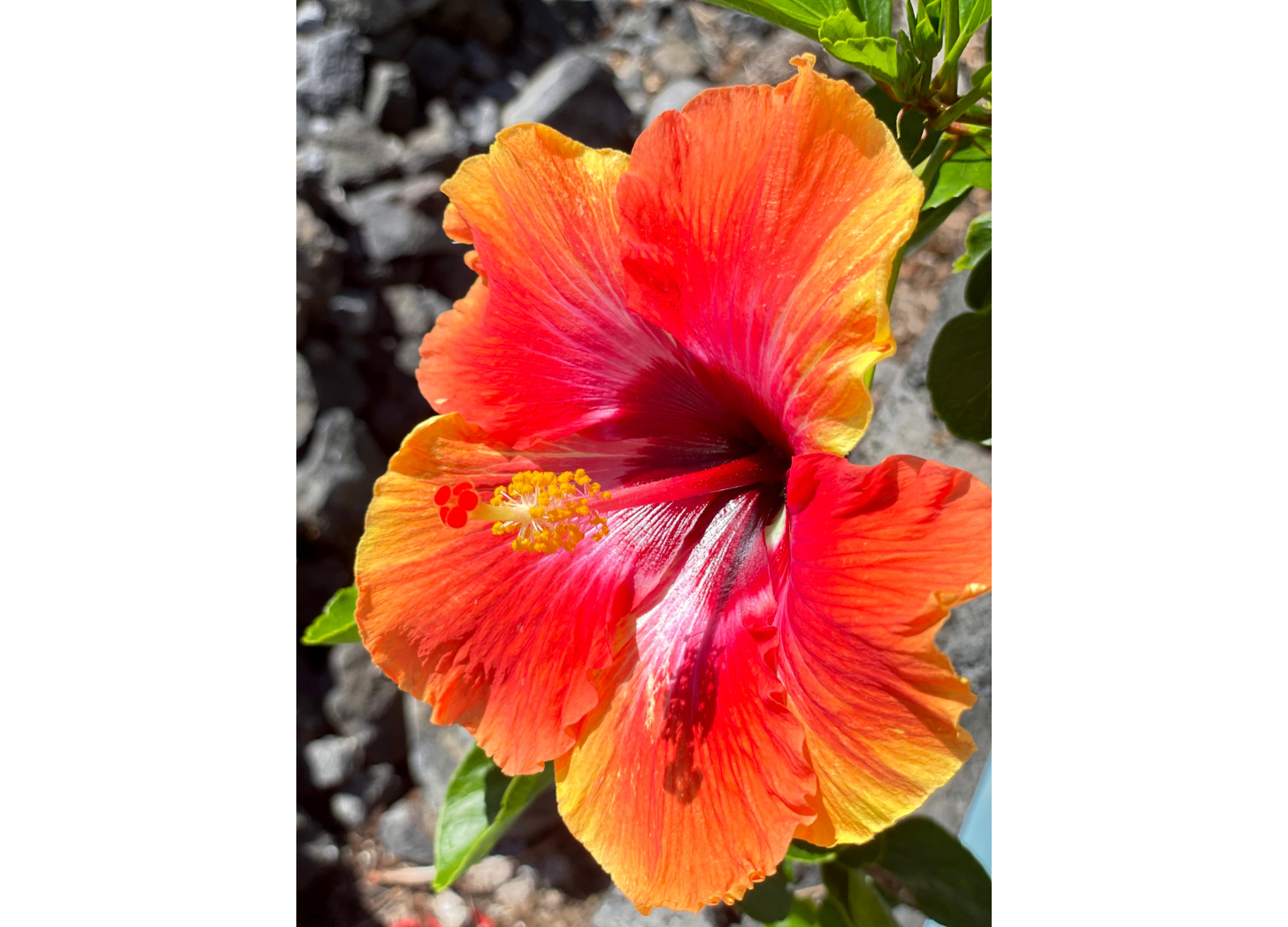 Holiday Overwhelm Worksheet for Complex PTSD (Free Printable) by ...