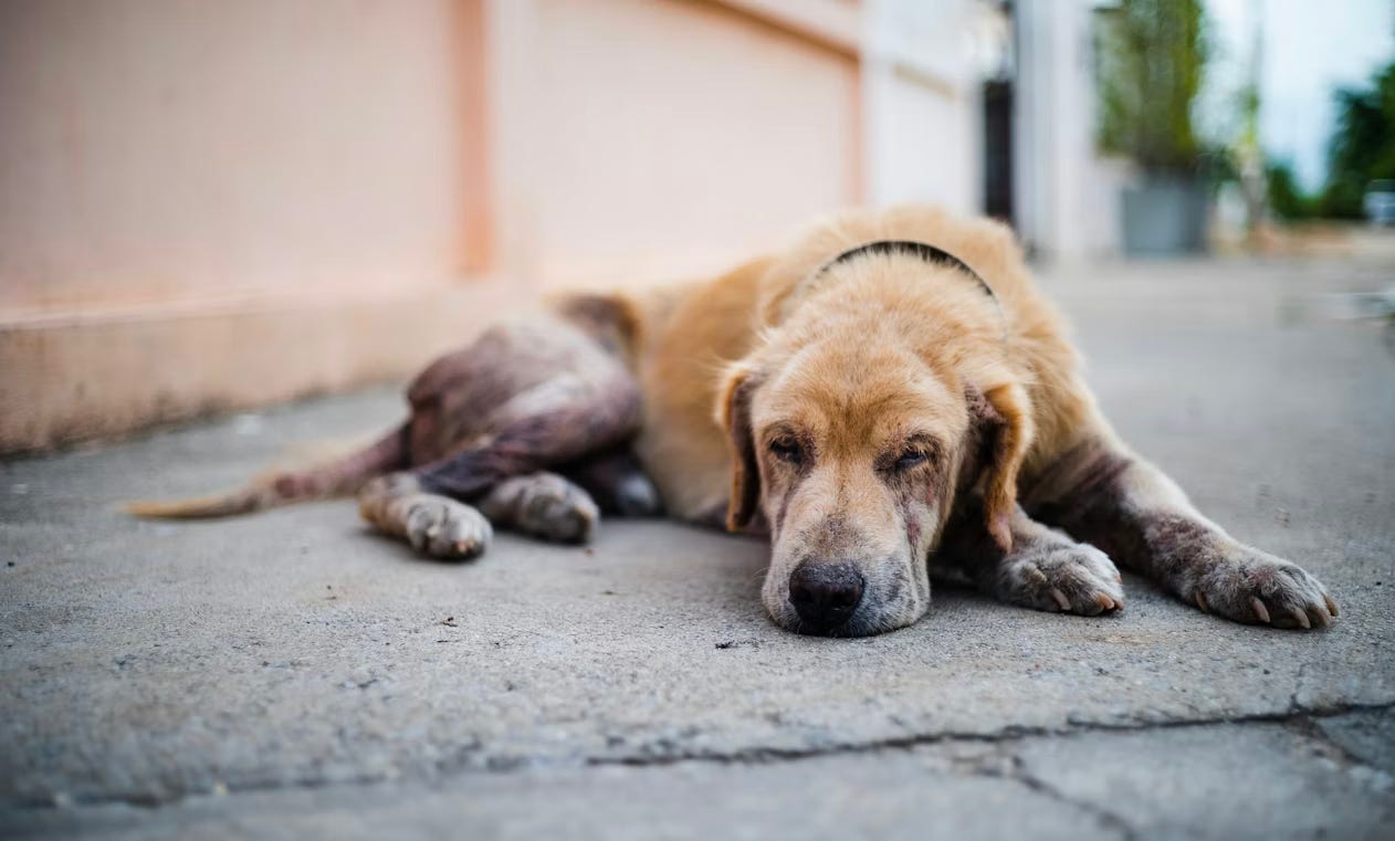 What Is Meant When the Phrase Brain Damage in a Dog is Used?
