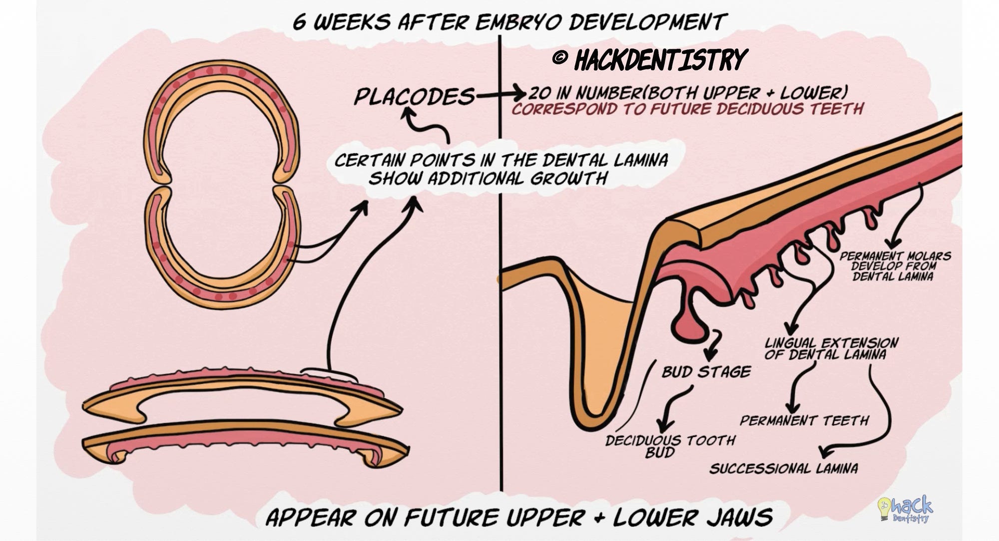 Development and growth of teeth Part I: Initiation, bud & cap stage