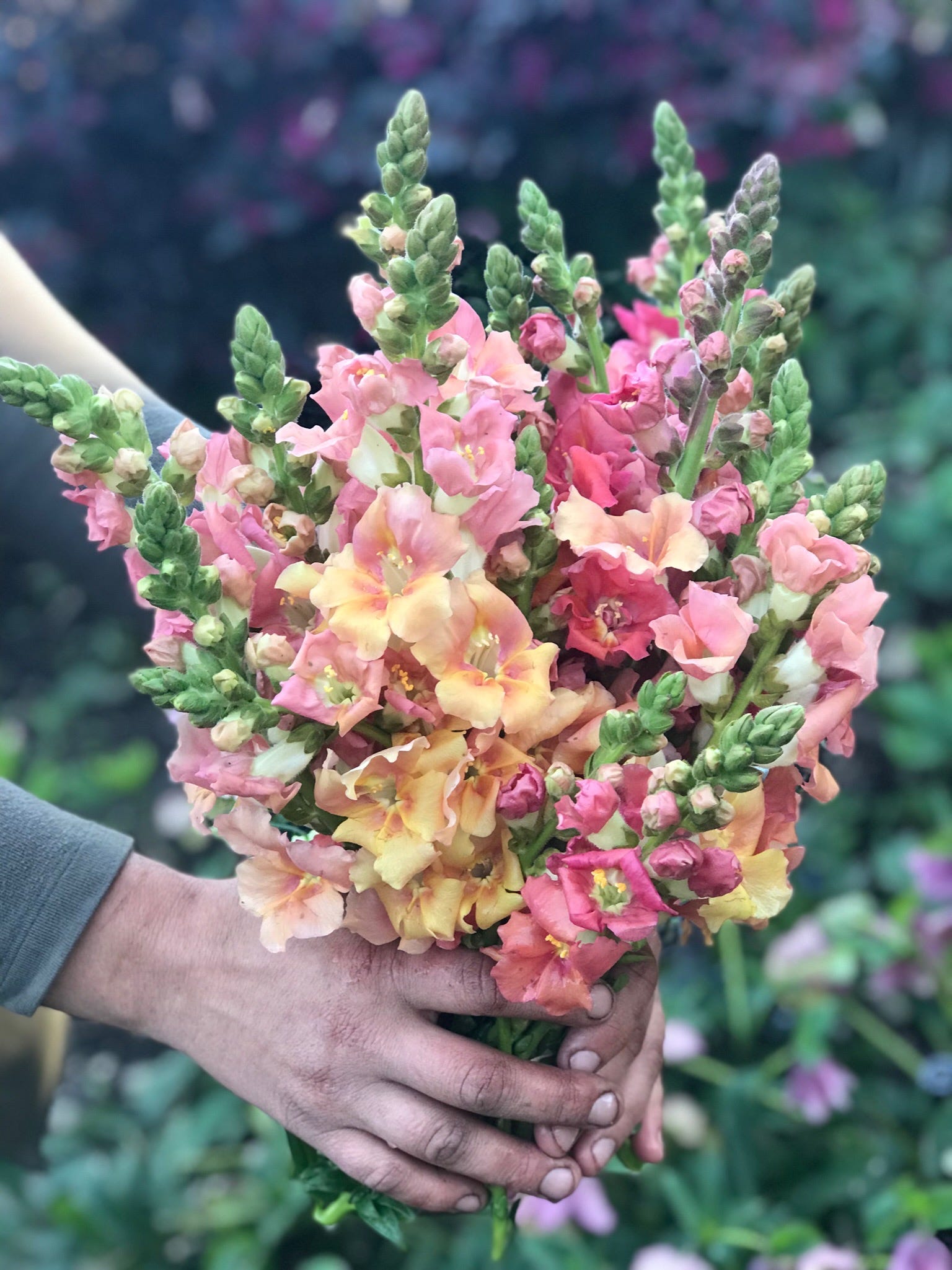Homestead Design Collective (@thebeautifulediblegarden): "Just seeded ...