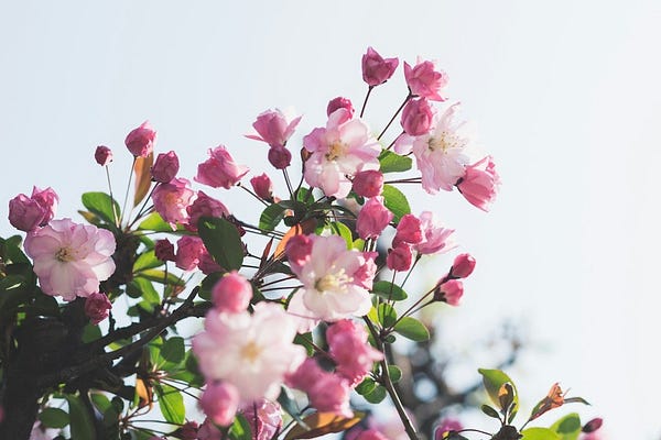 LèShea's Garden | teisha leshea | Substack