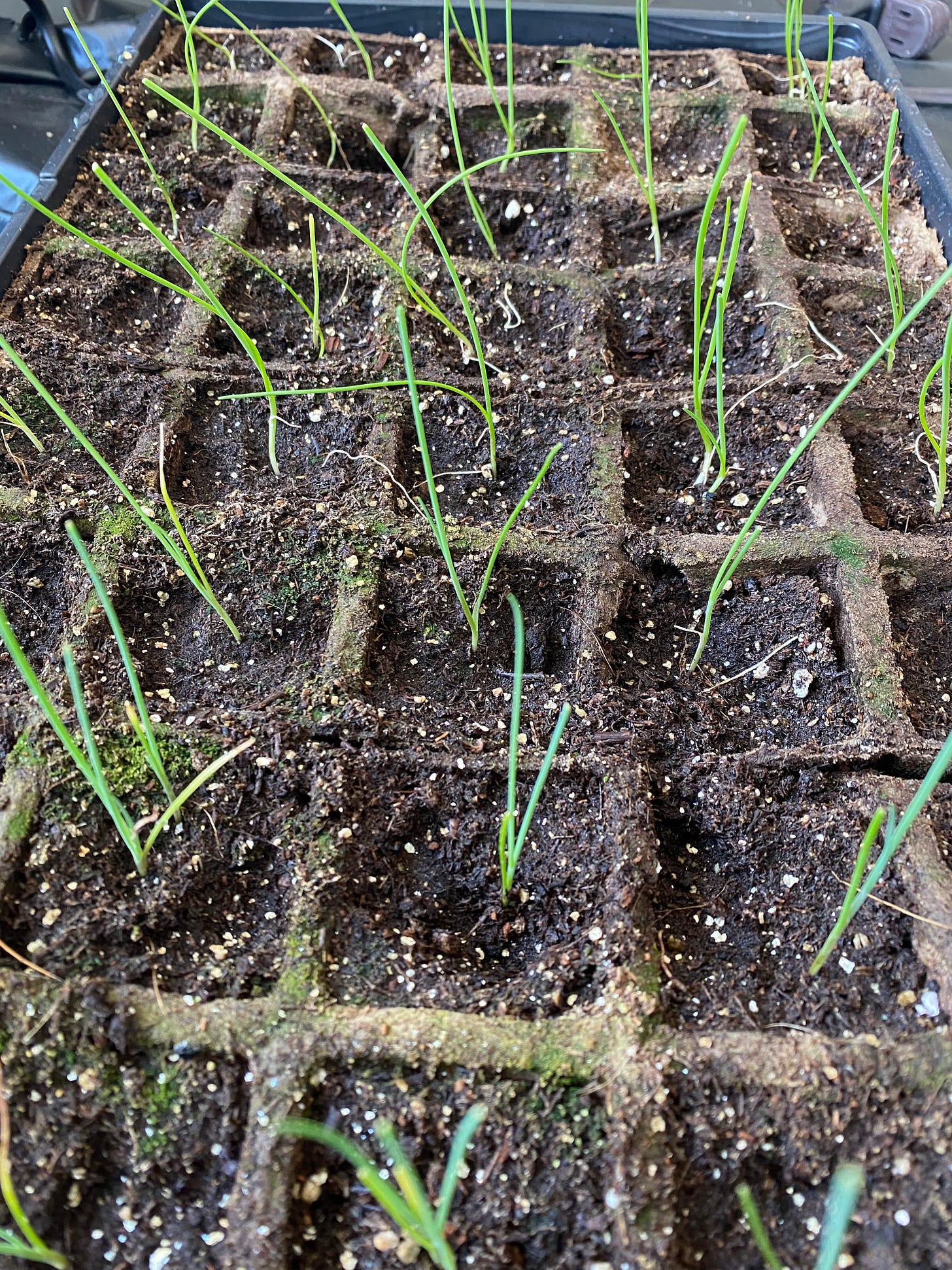How to Plant Onions from Seeds and Starts